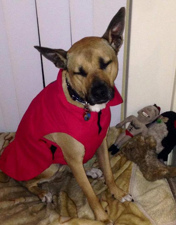 The Mystery of Exploding Dog Beds | The Pigaloo Diaries