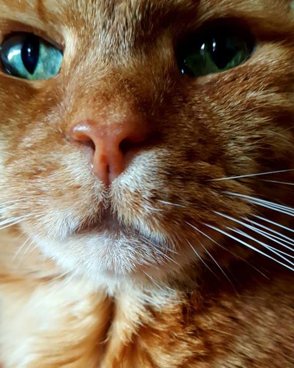 Gordon the Cat | The Pigaloo Diaries